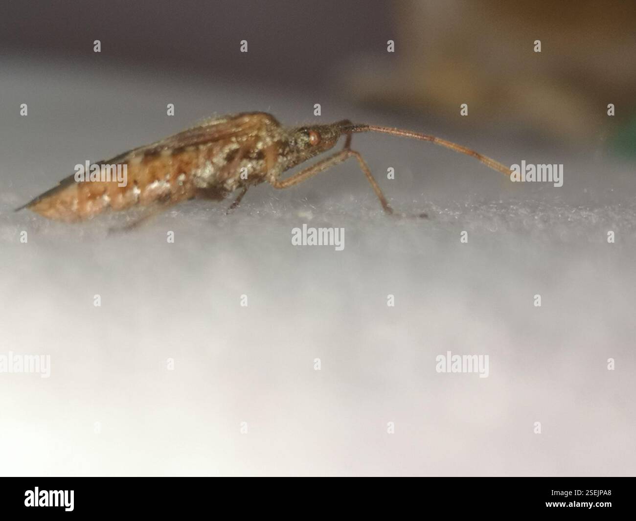 Western Conifer Seed Bug (Leptoglossus occidentalis), Insecta, 8566 ...