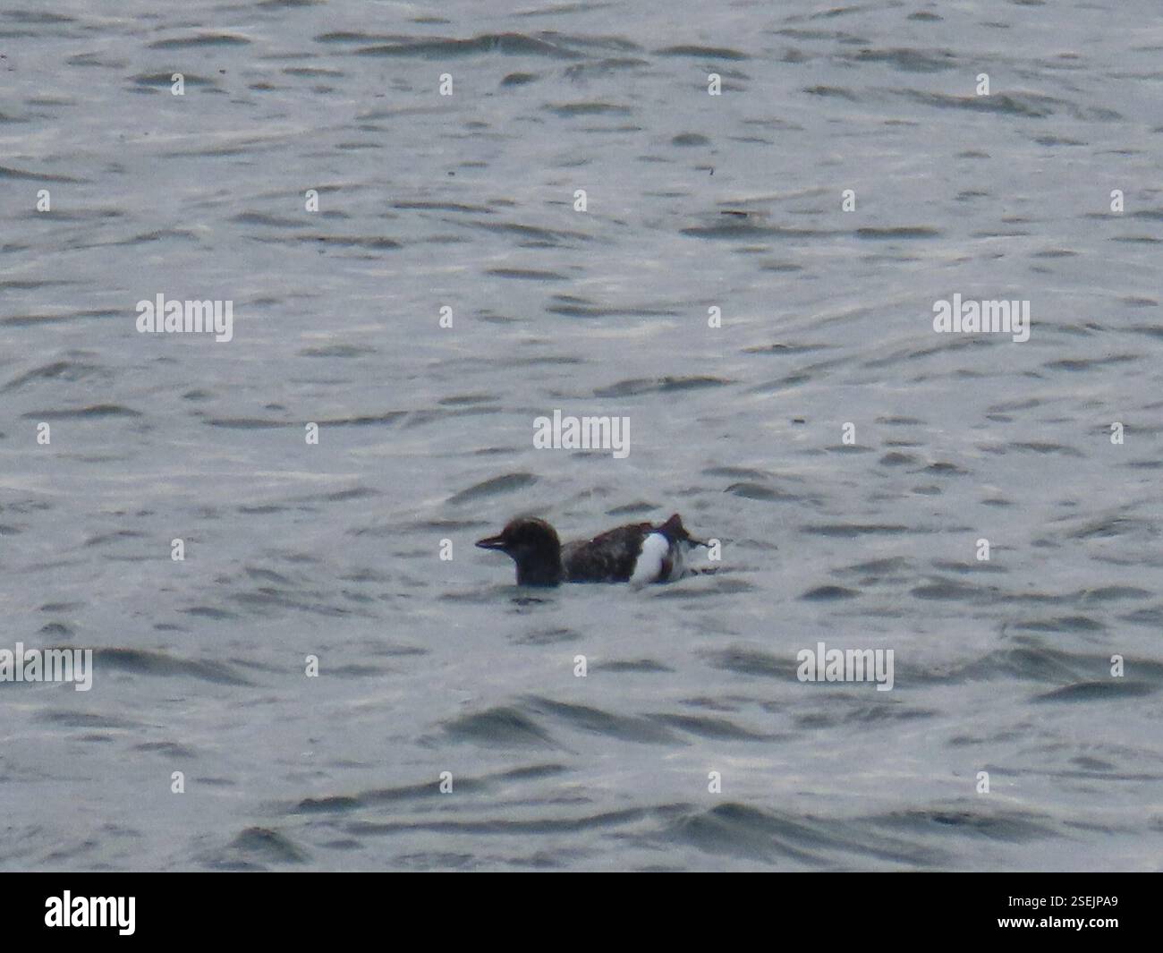 Pigeon Guillemot (Cepphus columba), Aves, Juan de Fuca Strait, Oak Bay ...