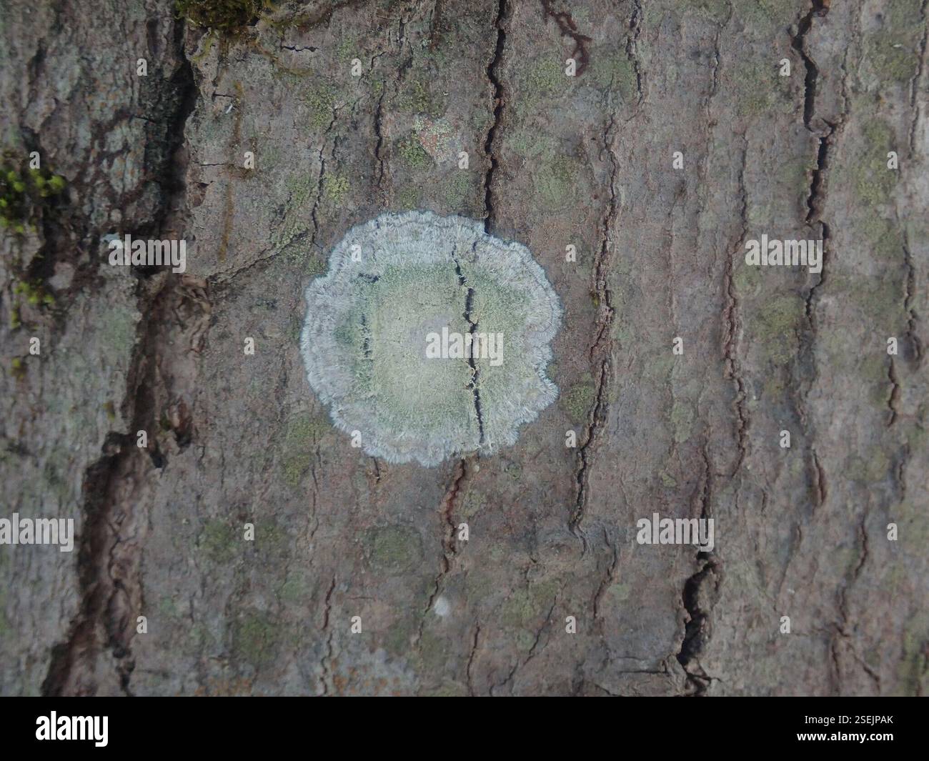 Mapledust Lichen (Lecanora thysanophora), Fungi, Royalston, MA, USA, On ...