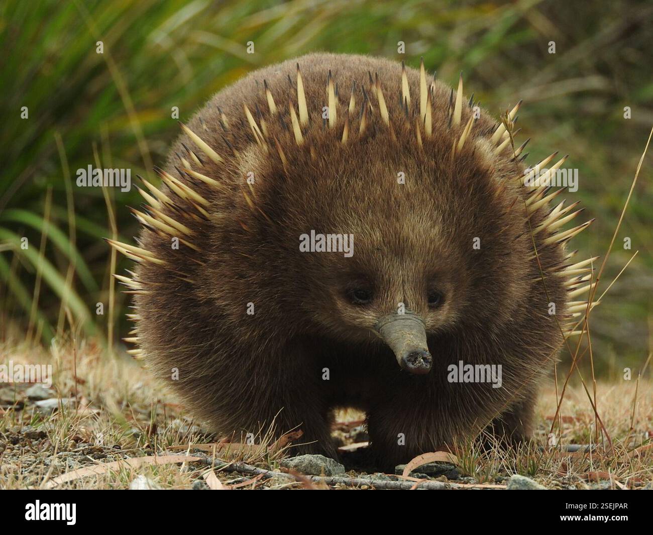 Tasmanian Echidna (Tachyglossus aculeatus setosus), Mammalia, Hobart ...