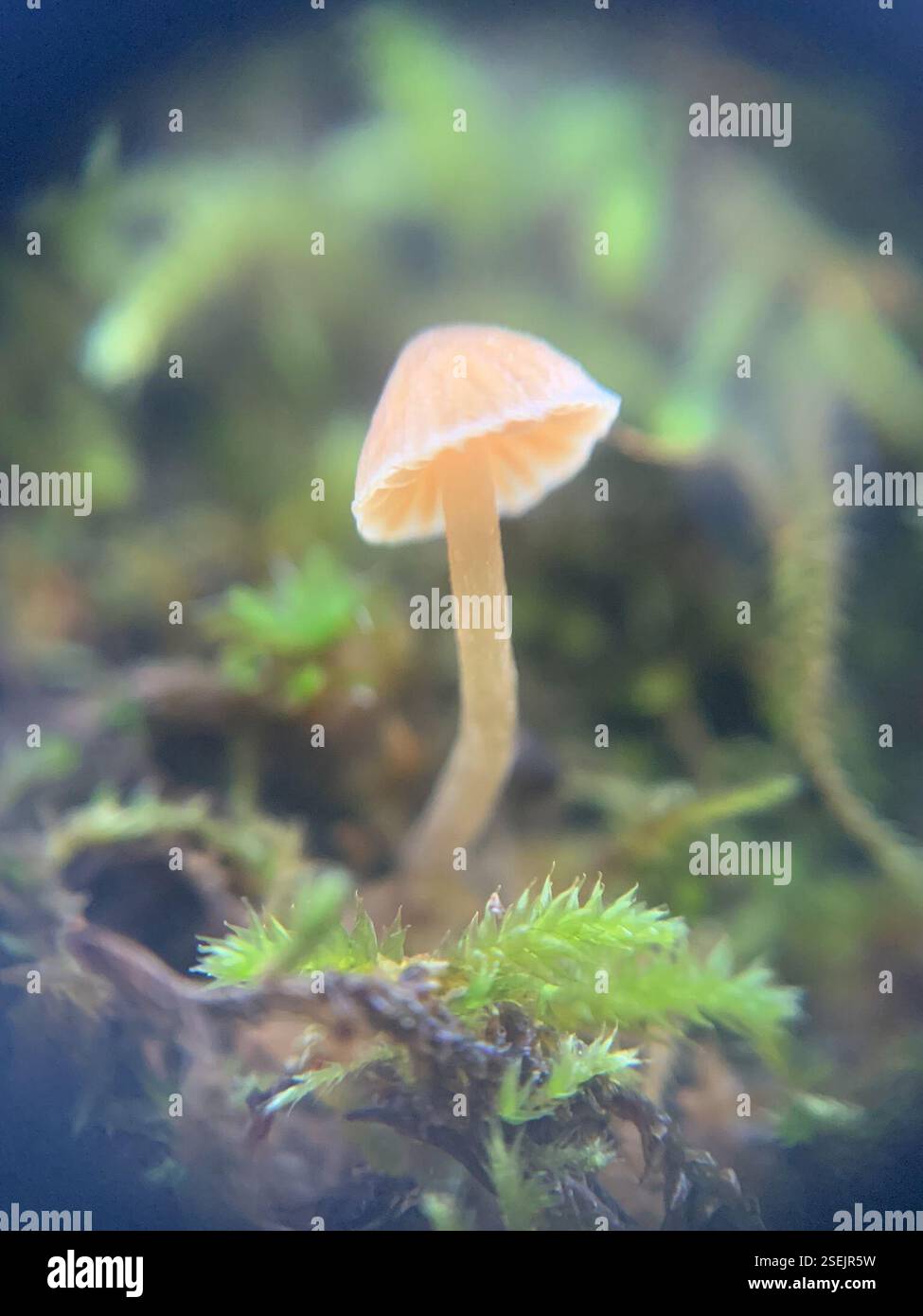 Moss Bells (Galerina), Fungi, Hidden Falls Regional Park, Auburn, CA ...