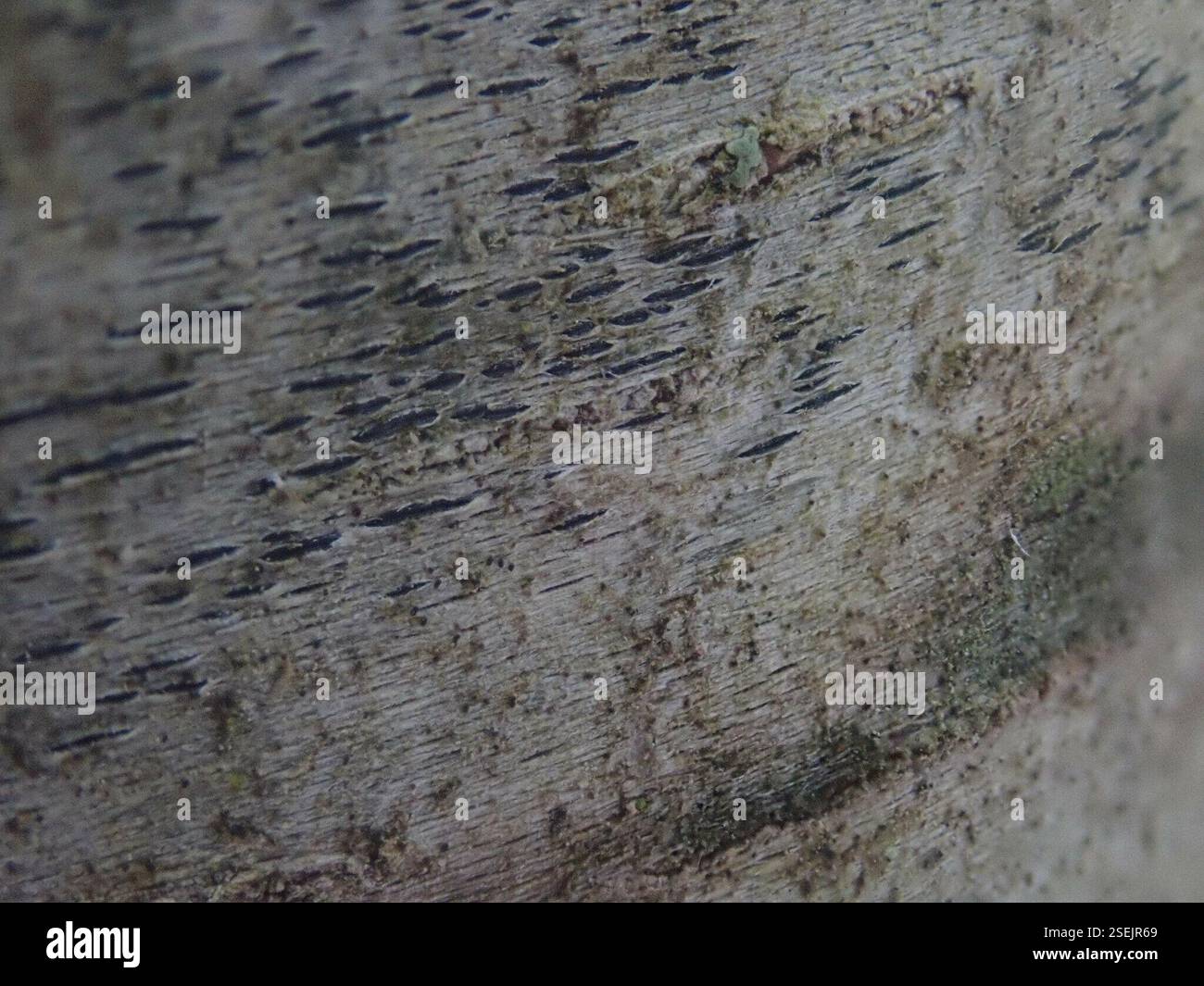 Common Script Lichen (Graphis scripta), Fungi, Worcester, Massachusetts ...