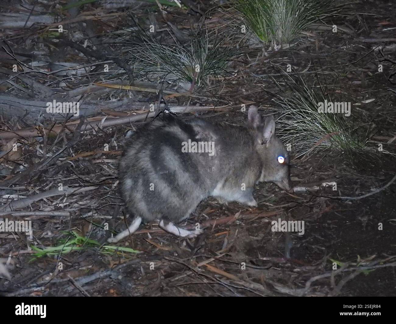 Eastern Barred Bandicoot (Perameles gunnii), Mammalia, Hobart TAS ...