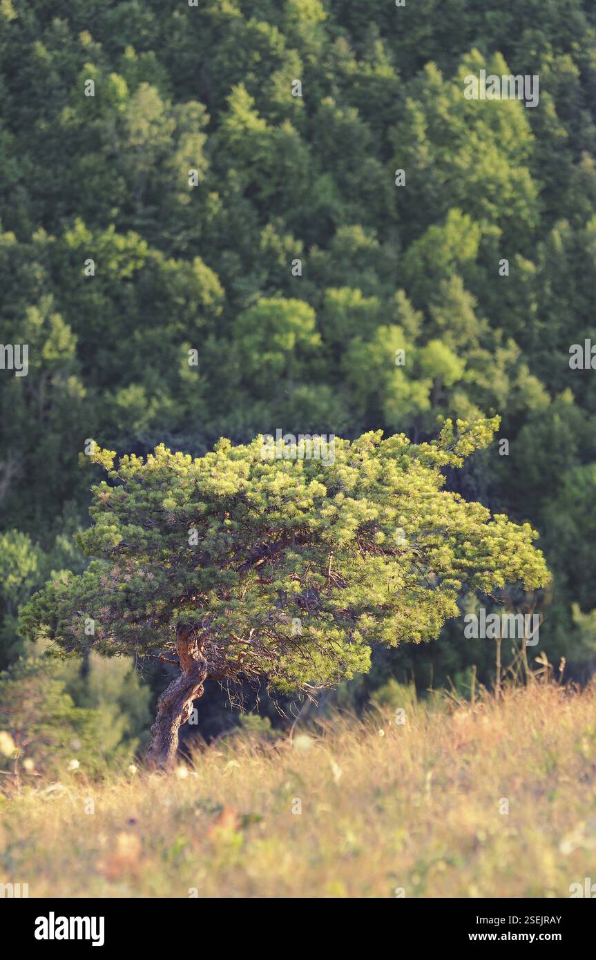 Tree over the steep Strelnaya mountain in Russian National Park Samara ...