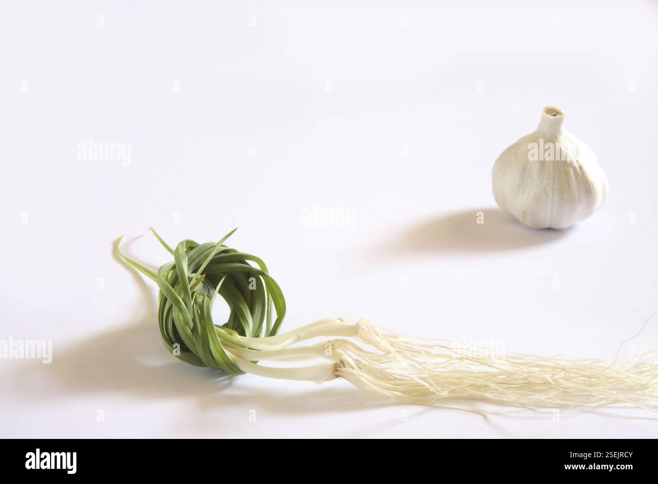 Indian spice, fresh green garlic leaves with root and bulbs Lahsun ...