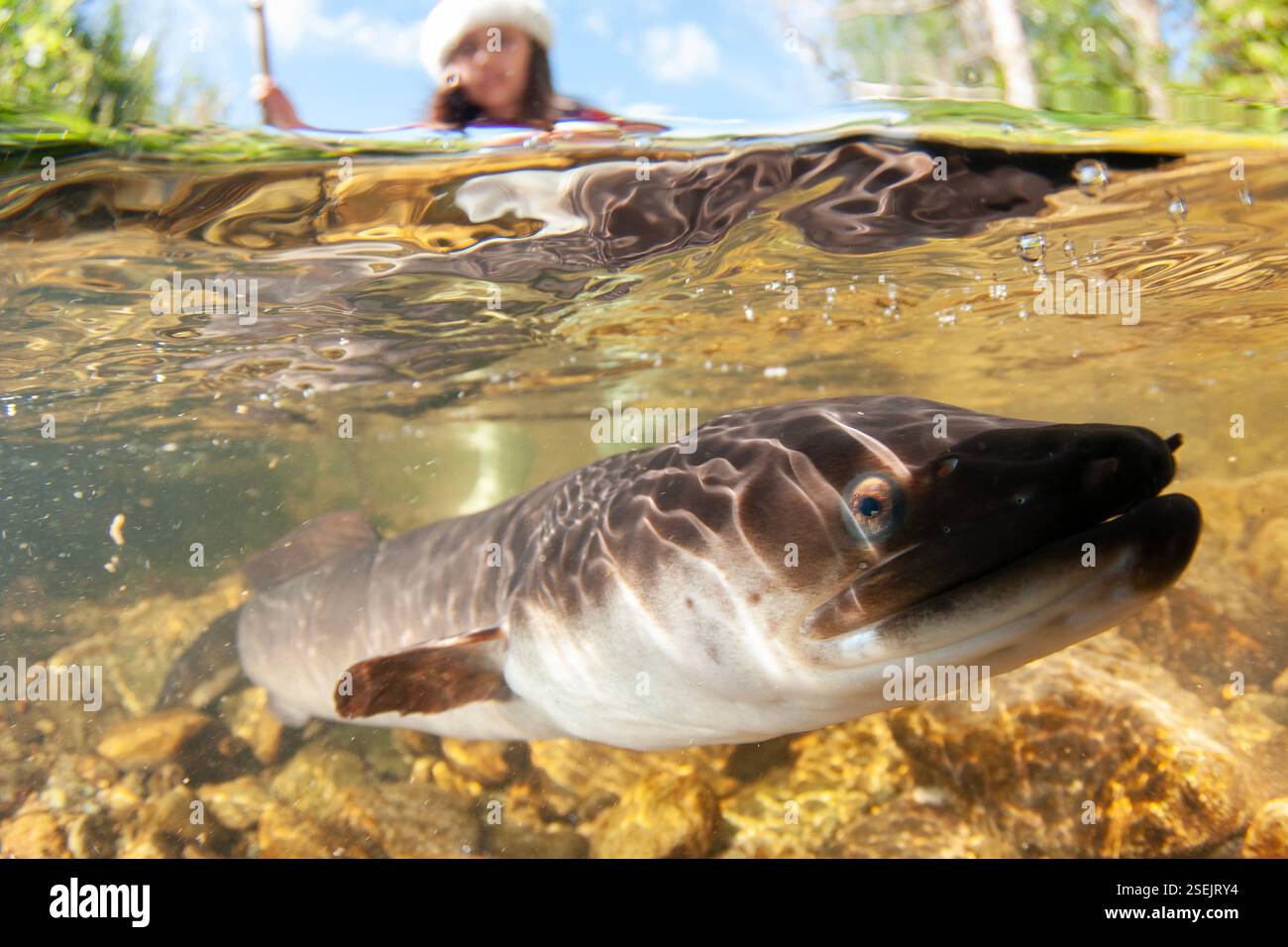 Girl looking at New Zealand Longfin Eel, Anguilla dieffenbachi, in ...