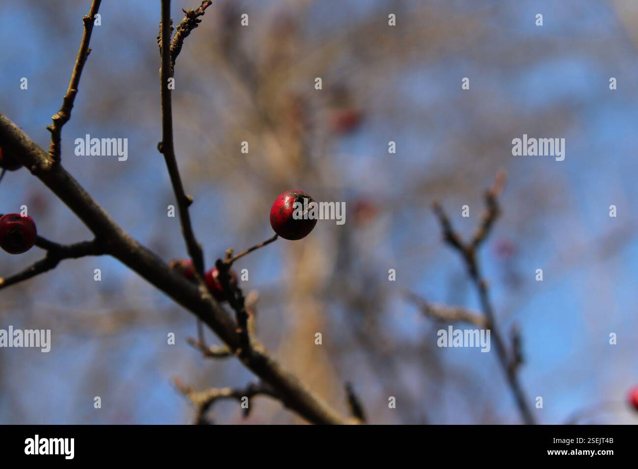 common hawthorn (Crataegus monogyna), Plantae, Amstetten District ...