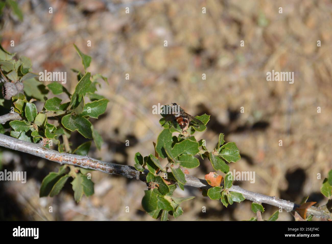 (Paradejeania), Insecta, San Luis Obispo County, CA, USA, on interior ...