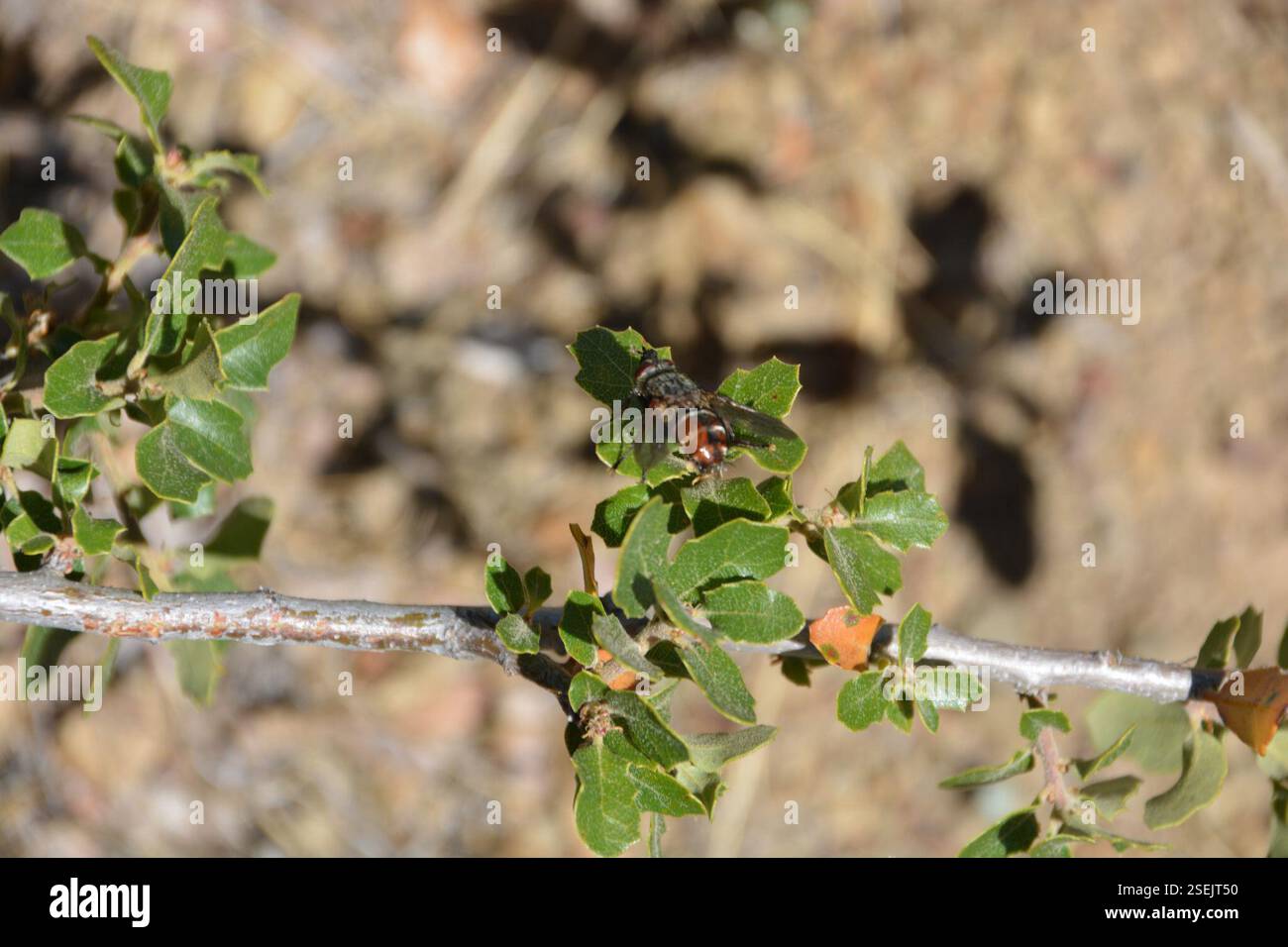 (Paradejeania), Insecta, San Luis Obispo County, CA, USA, on interior ...