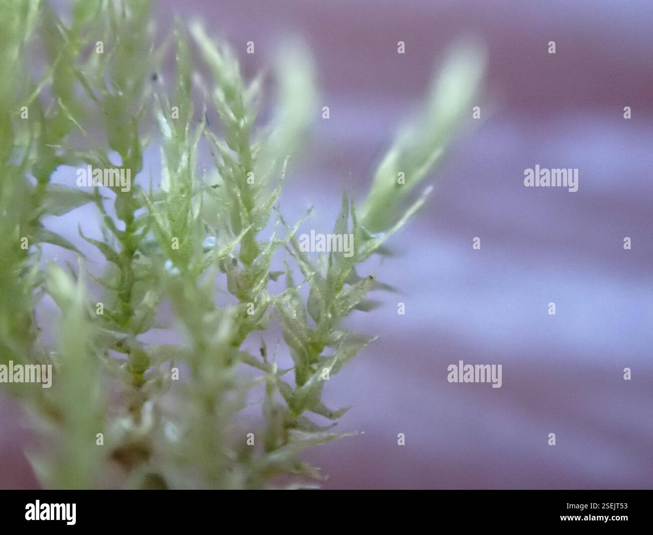 Common Feather-moss (Kindbergia praelonga), Plantae, Nationaal Park De ...