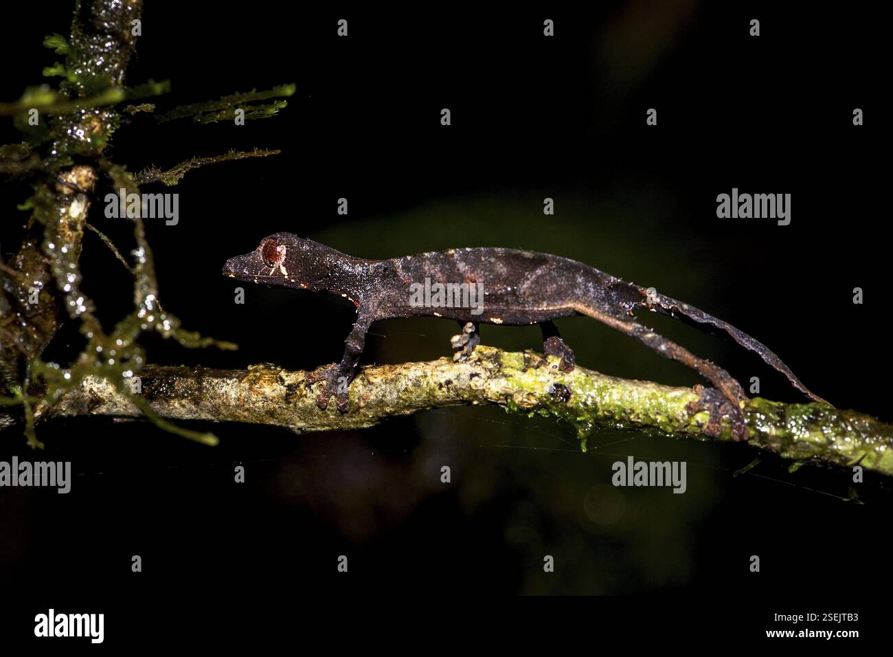 Satan's leaf-tailed gecko, gecko, (Uroplatus phantasticus) Ranomafana ...
