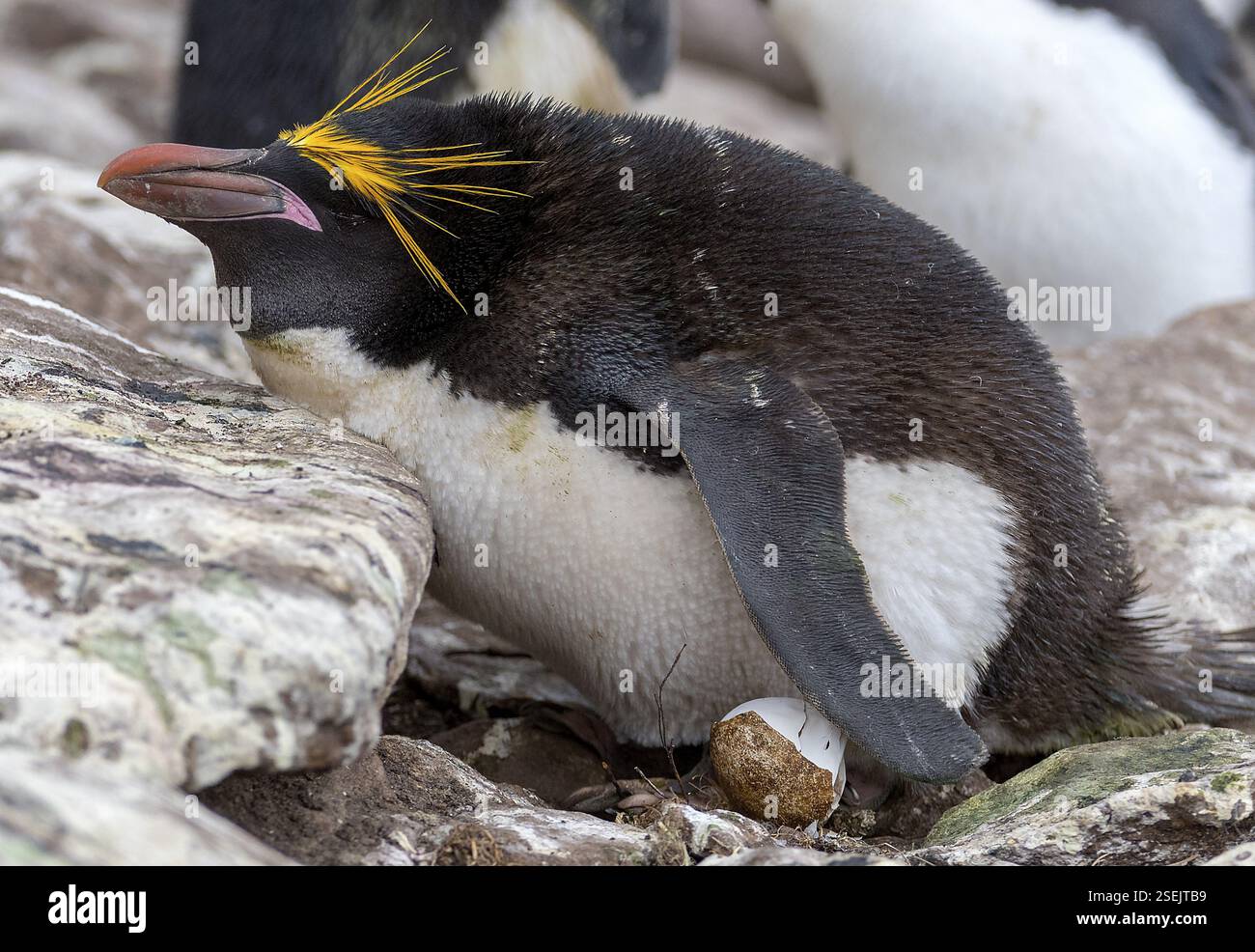 Golden crested penguin (Eudyptes chrysolophus) sitting on the nest and ...