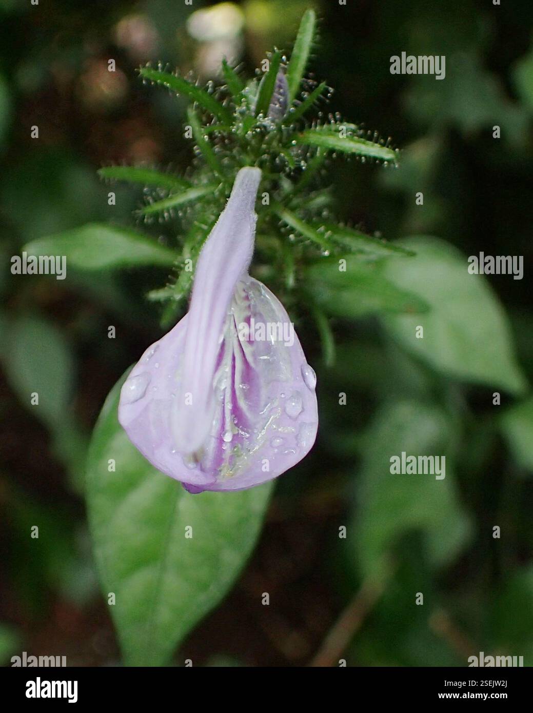 (Isoglossa cooperi), Plantae, Mgangeni, Maphephetha, South Africa ...