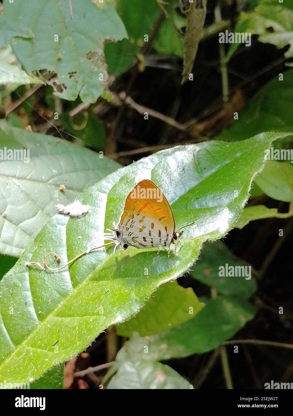 Common Posy (Drupadia ravindra moorei), Insecta, Hpa-An Stock Photo - Alamy