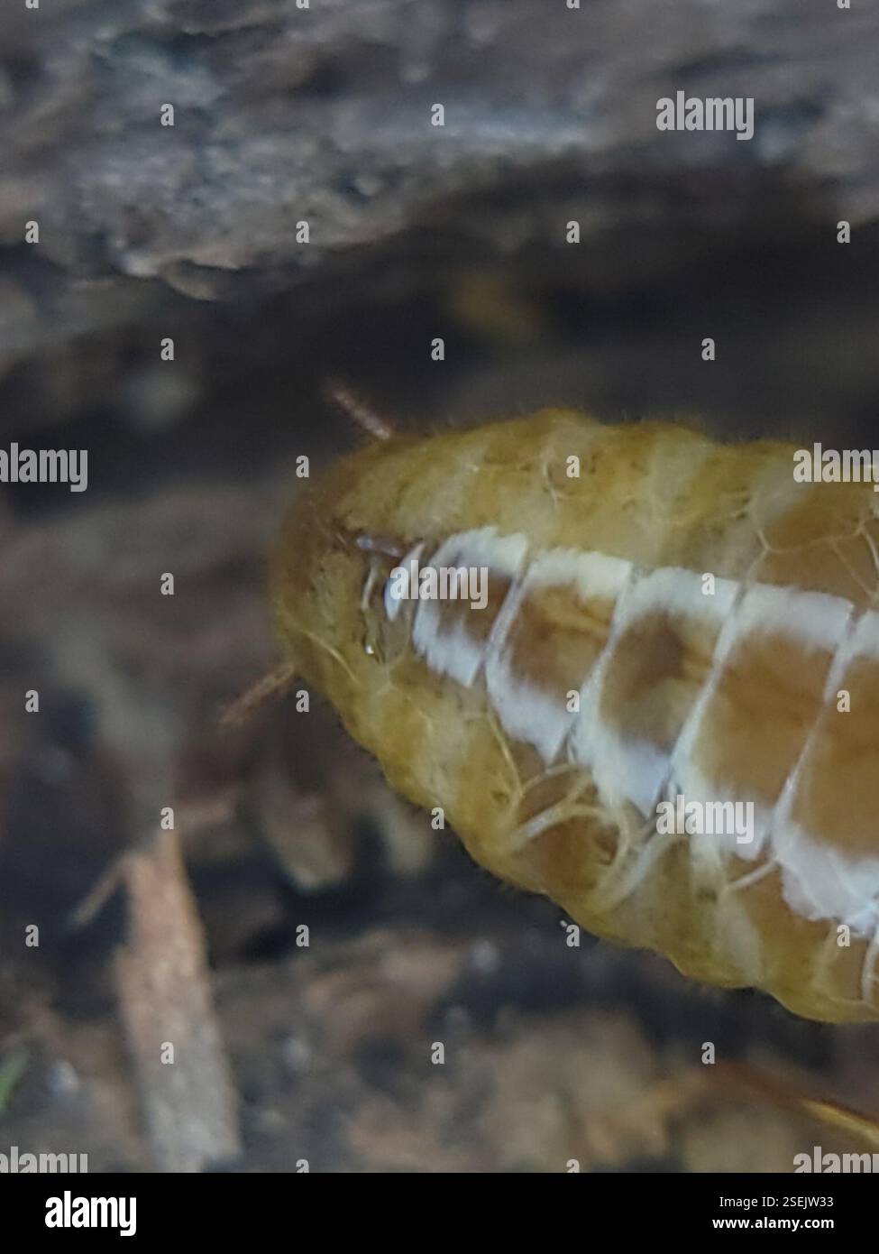 (Zootermopsis), Insecta, Portola Redwoods State Park, San Mateo County ...