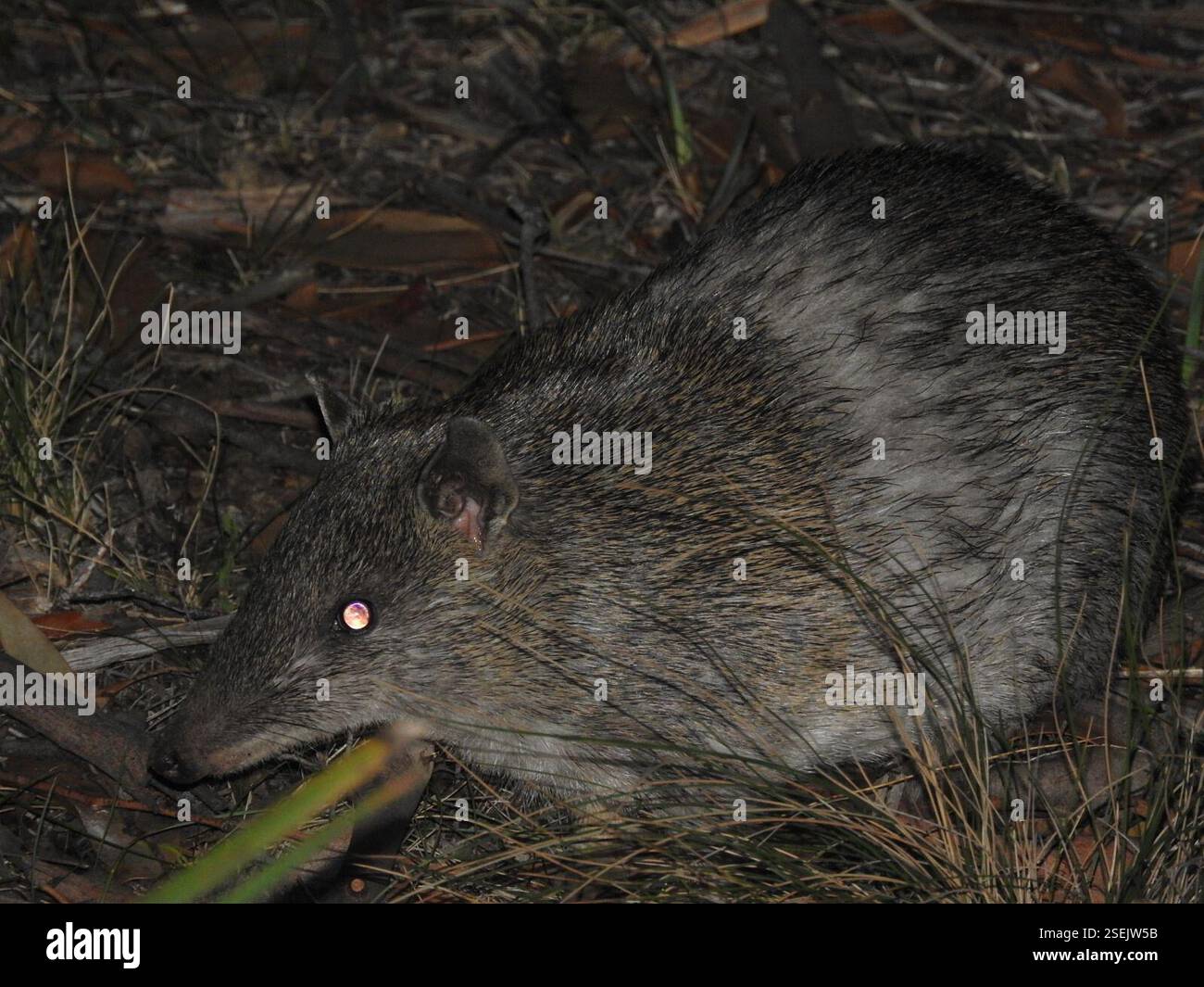 Southern Brown Bandicoot (Isoodon obesulus), Mammalia, Hobart TAS ...