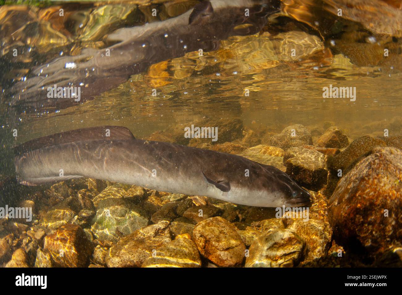 New Zealand Longfin Eel, Anguilla dieffenbachi, in river, Endangered ...