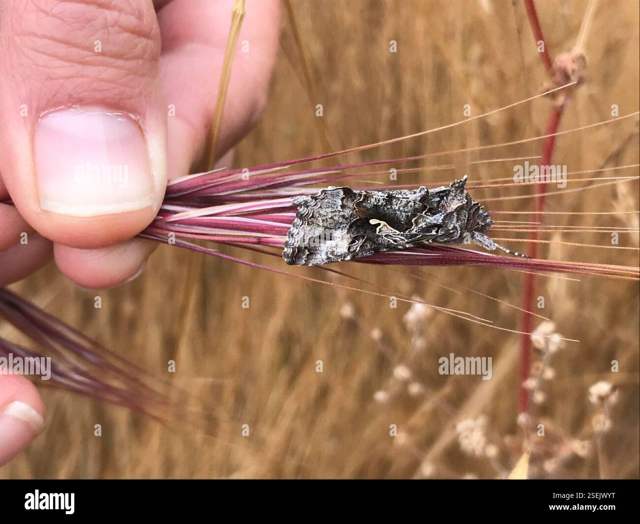Alfalfa Looper (Autographa californica), Insecta, San Luis Obispo ...