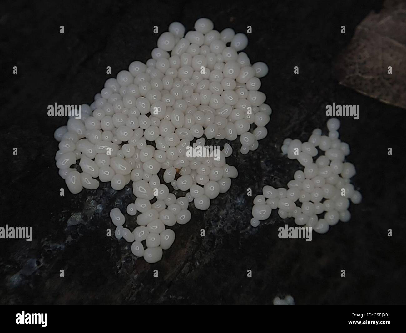 slime molds (Mycetozoa), Protozoa, Rancho San Antonio County Park and ...