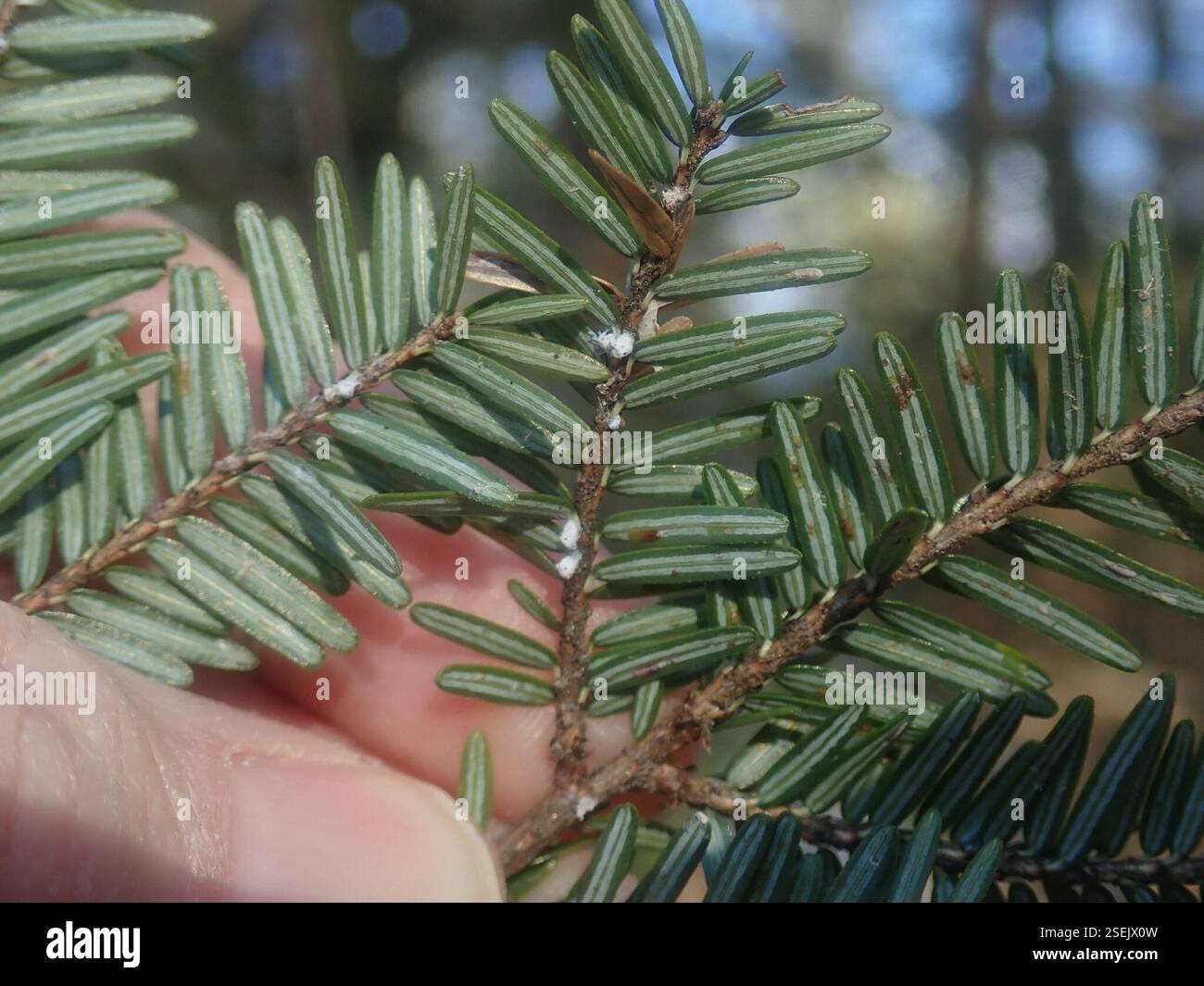 Hemlock Woolly Adelgid (Adelges tsugae), Insecta, Franklin County, US ...