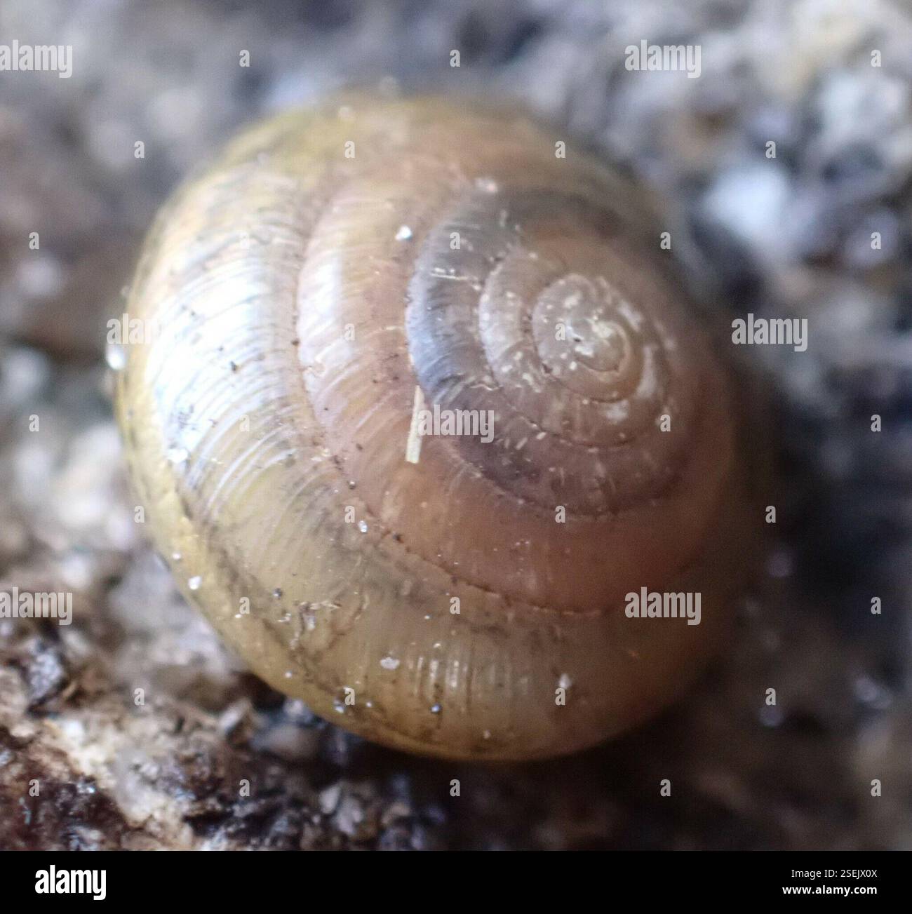 Dome Snails (Ventridens), Mollusca, North Carolina, US Stock Photo - Alamy