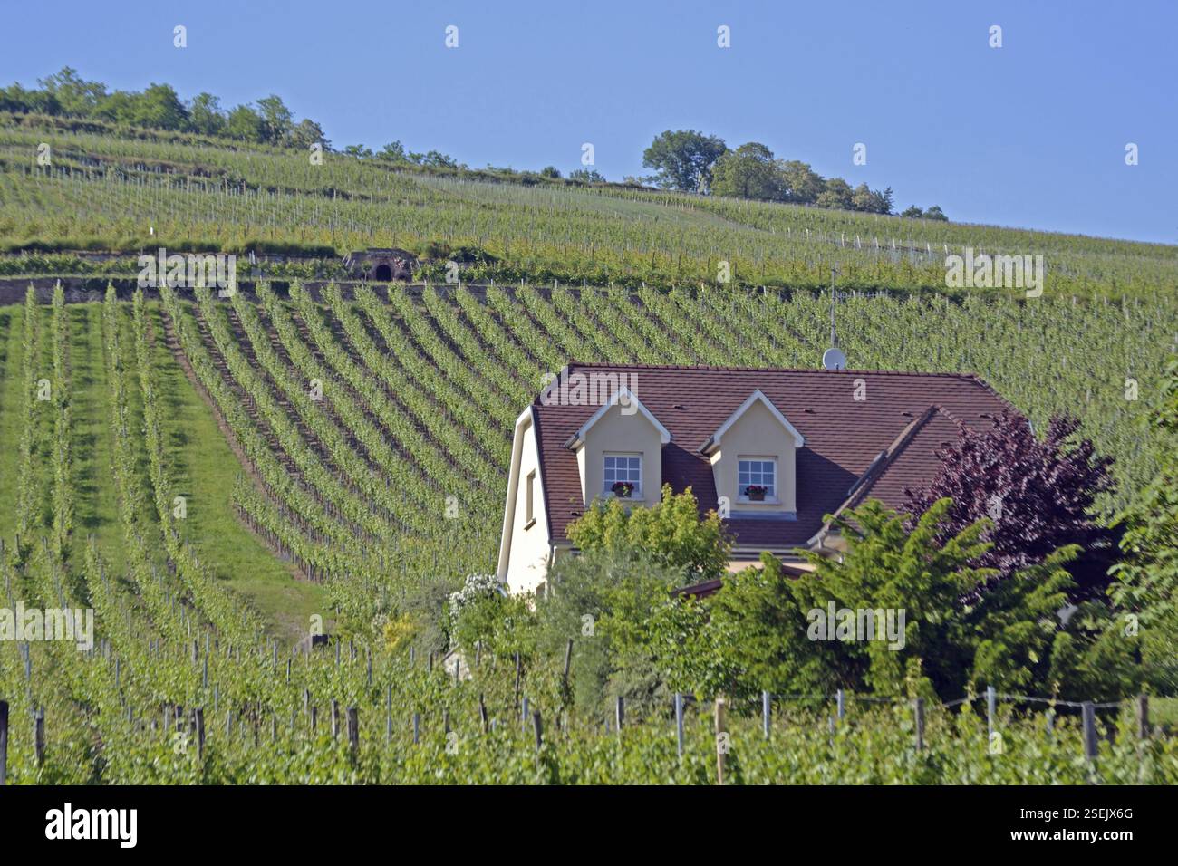 Residential area houses vineyard hi-res stock photography and images ...