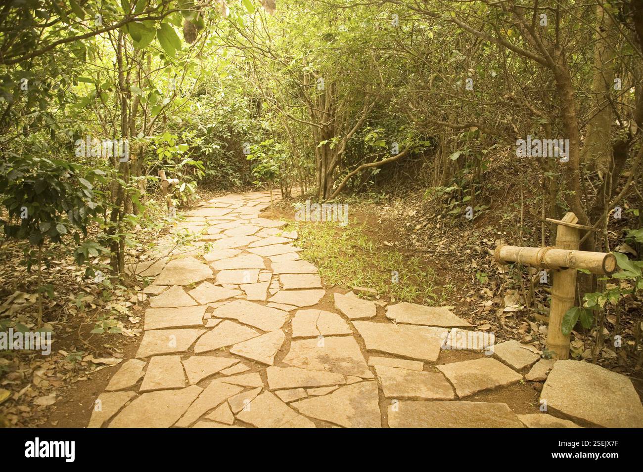 Stone path in green trees, Palolem beach, Goa, India, Asia Stock Photo ...