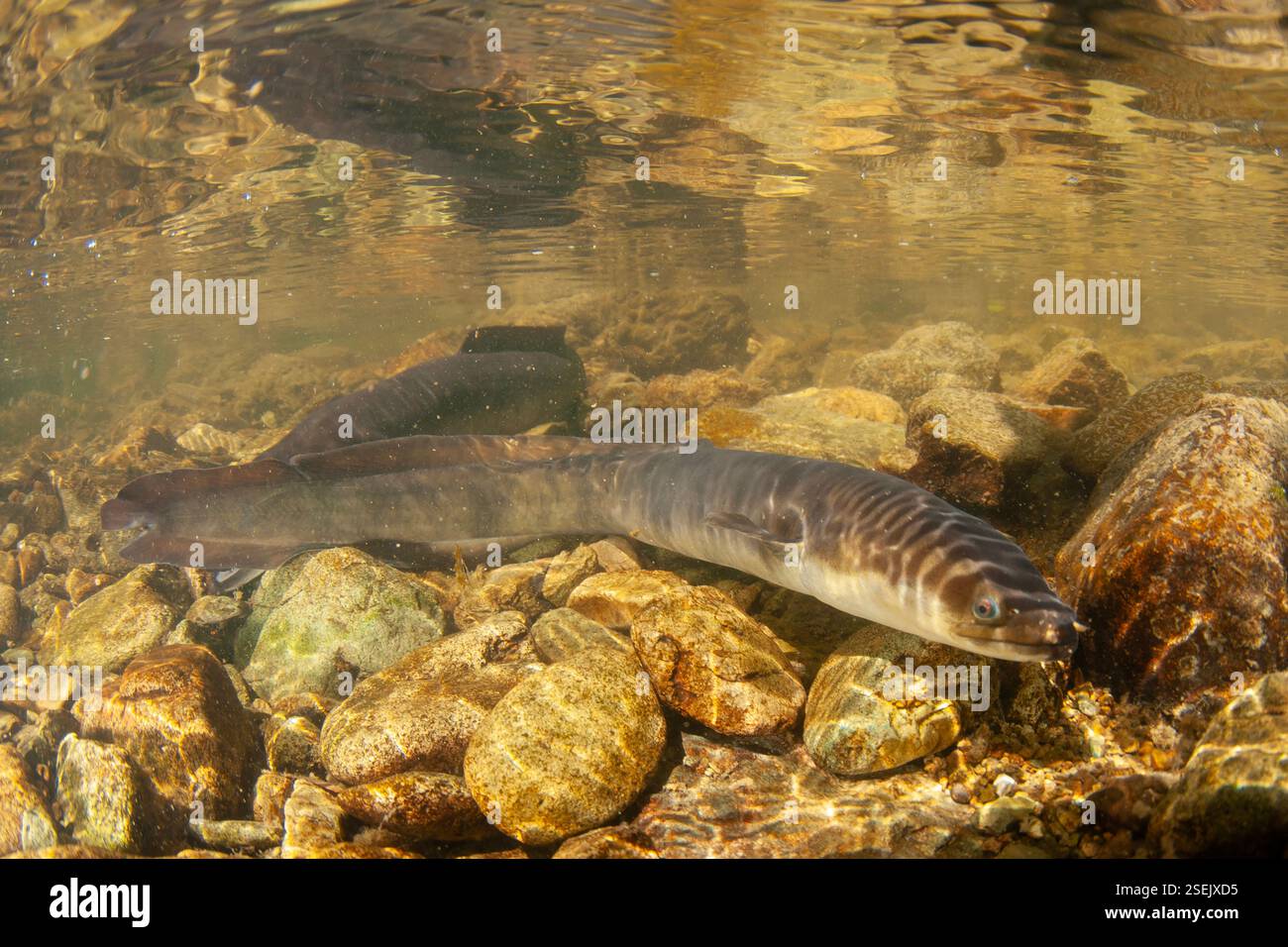New Zealand Longfin Eel, Anguilla dieffenbachi, in river, Endangered ...