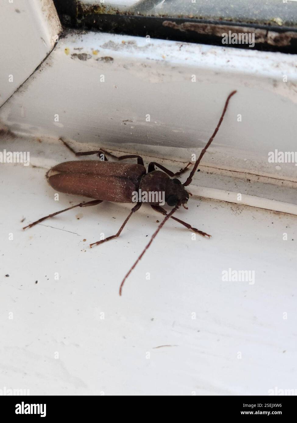 Burnt pine longhorn (Arhopalus ferus), Insecta, Ashhurst 4810, New ...