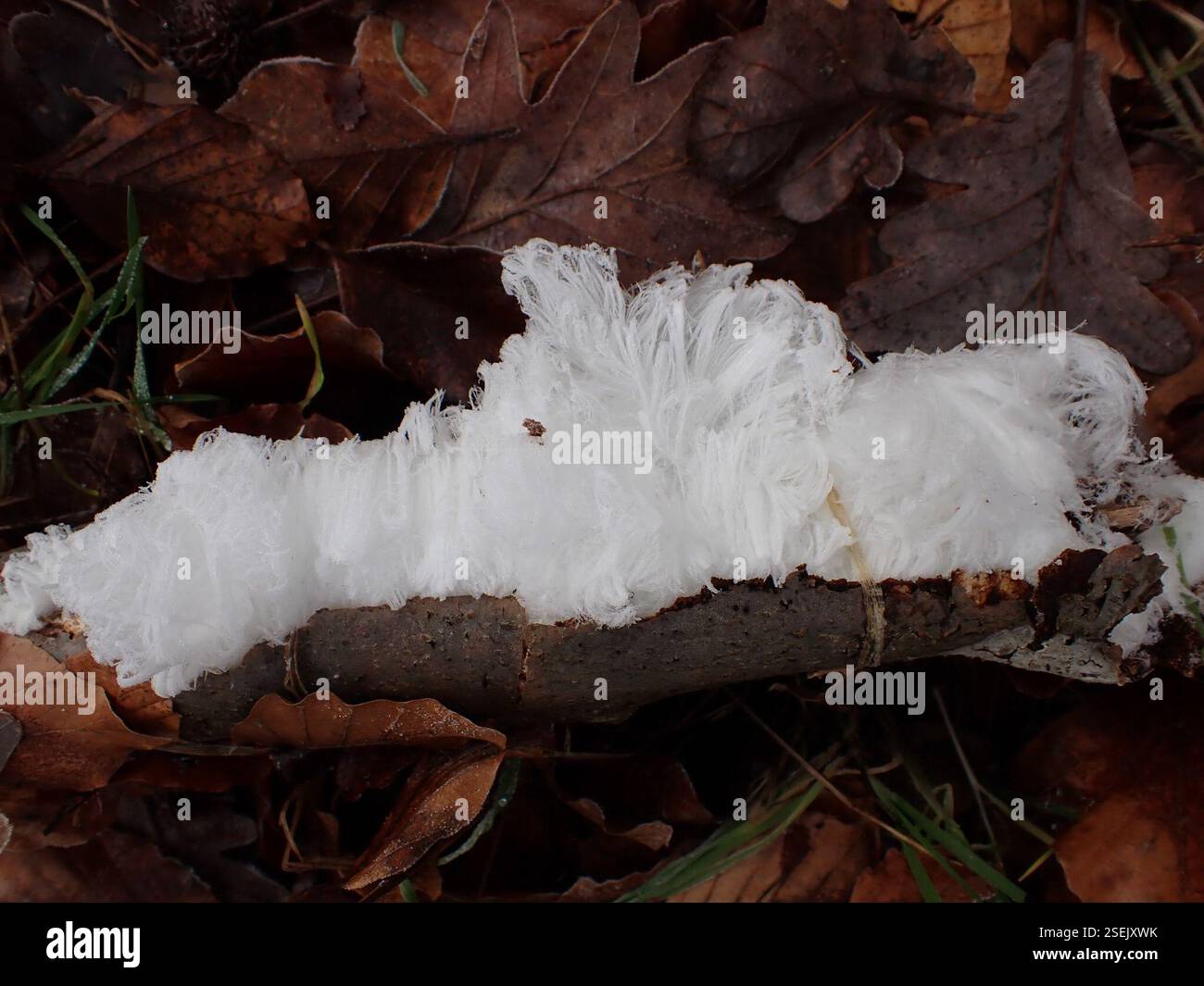 Hair Ice (Exidiopsis effusa), Fungi, Marburg Botanischer Garten, 35043 ...