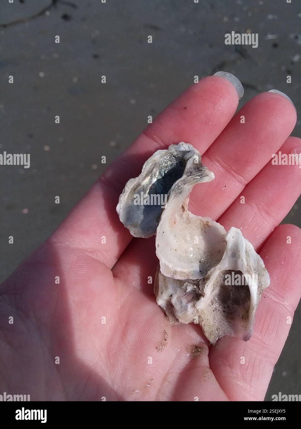 Eastern Oyster (Crassostrea virginica), Mollusca, Beaufort County, SC ...
