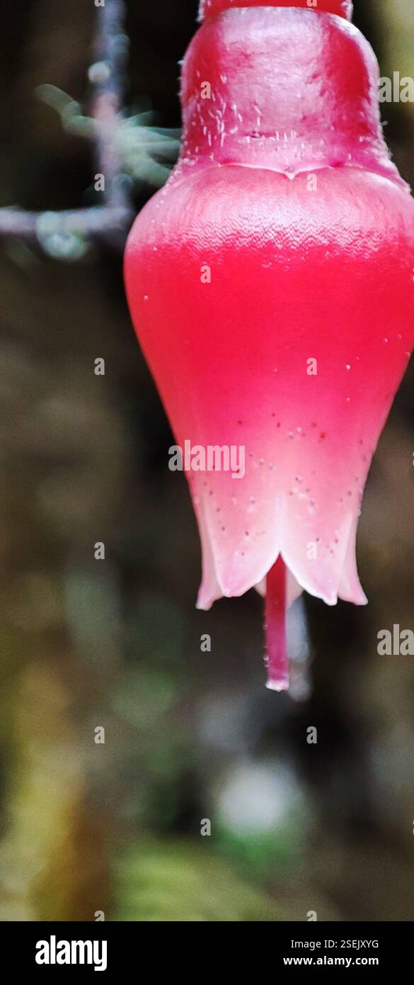 tropical blueberry (Macleania rupestris), Plantae, Ubaque, Cundinamarca ...