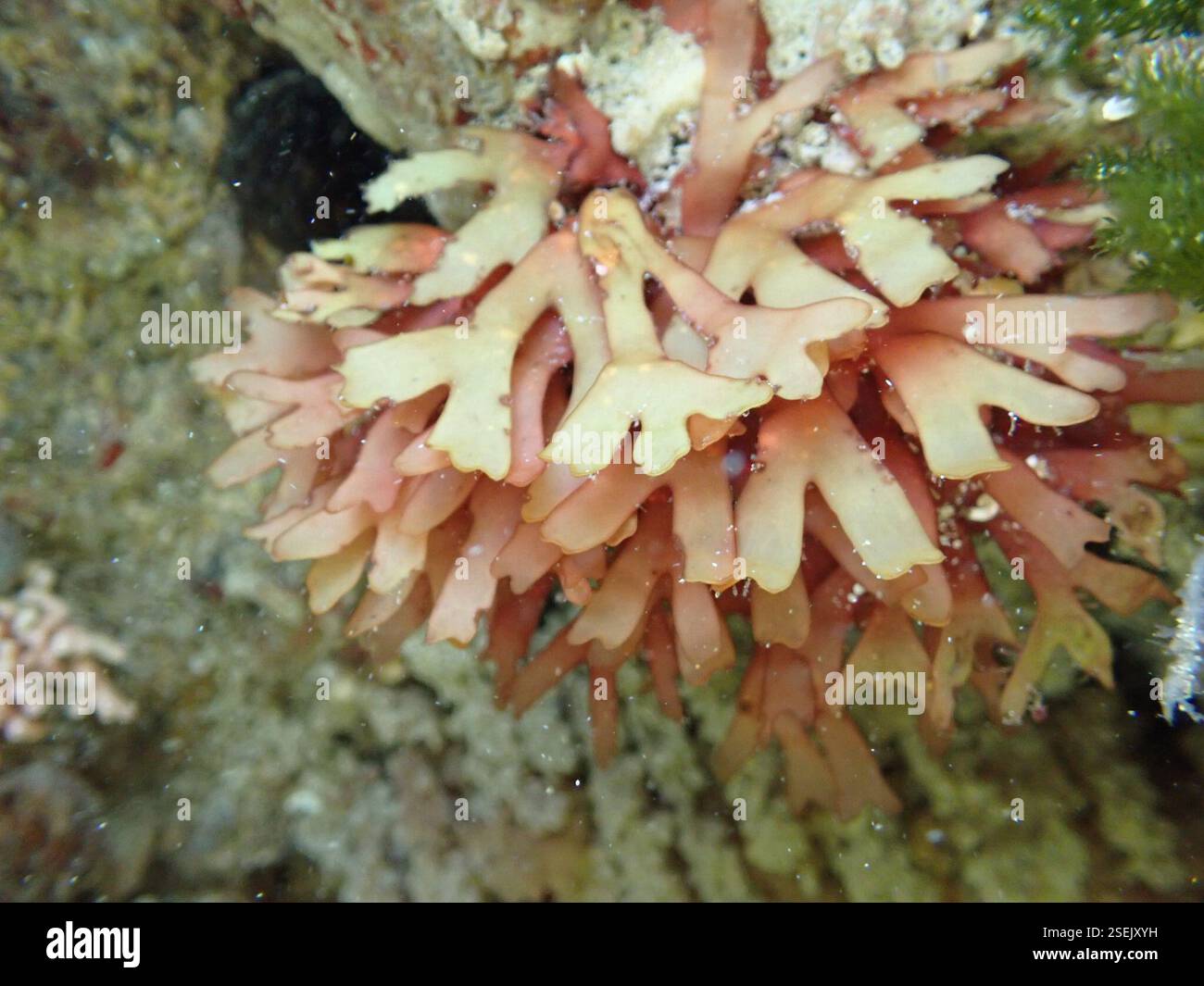 Florideophycean algae (Florideophyceae), Plantae, Queenscliff VIC 3225 ...
