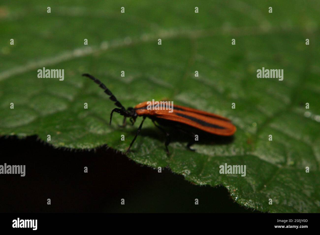 Net-winged Beetles (Lycidae), Insecta, Palcazu, 19320, Peru Stock Photo ...