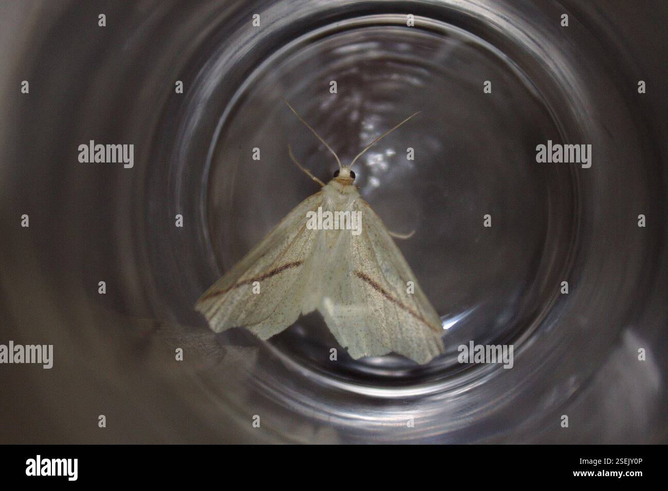 Yellow Slant-line (Tetracis crocallata), Insecta, Mékinac, Québec ...