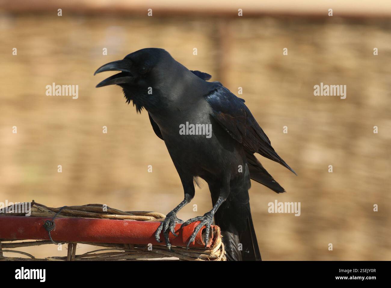 House Crow (Corvus splendens), Aves, Safaga, Red Sea Governorate, Egypt ...