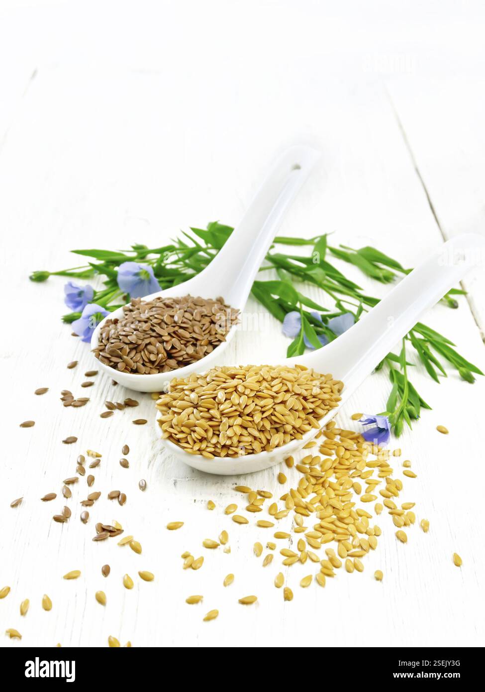 Linen seeds white and brown in two spoons, stalks of flax with blue flowers and green leaves on ...