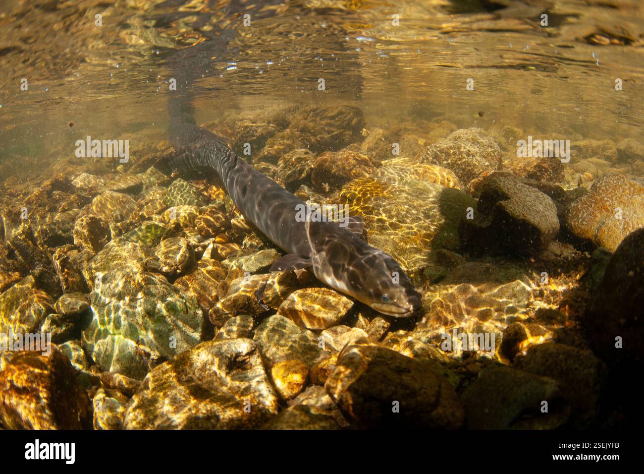 New Zealand Longfin Eel, Anguilla dieffenbachi, in river, Endangered ...