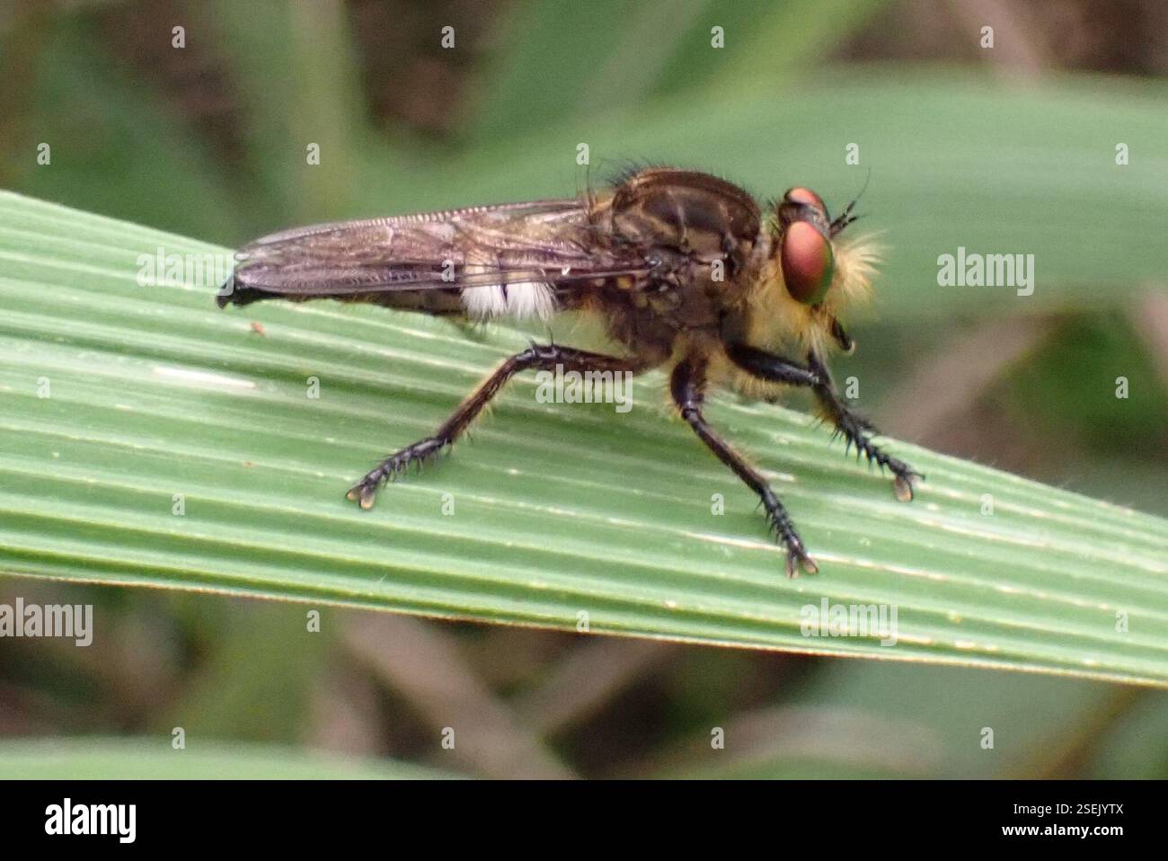 Giant Robber Flies (Promachus), Insecta, Stentor 2, Ehlanzeni, South ...