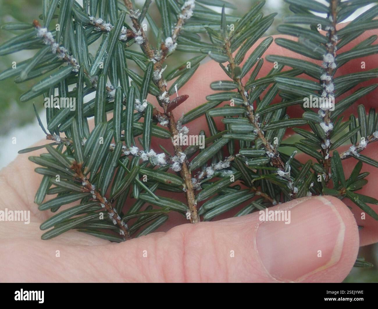 Hemlock Woolly Adelgid (Adelges tsugae), Insecta, Worcester ...