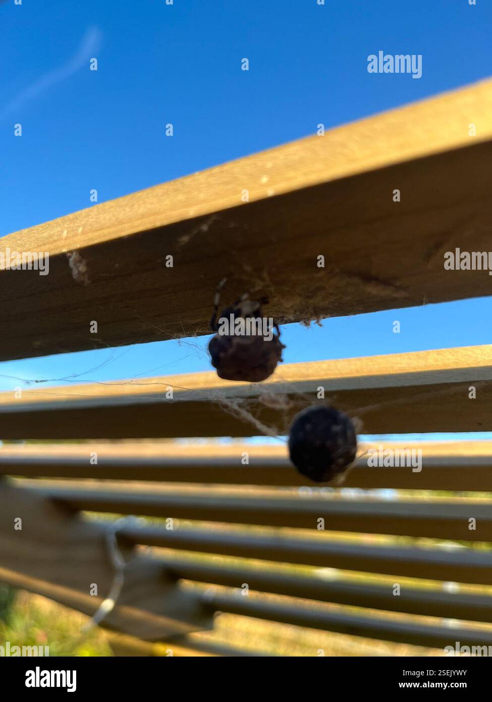 Common Bird-dropping Spider (Celaenia excavata), Arachnida, Auckland ...