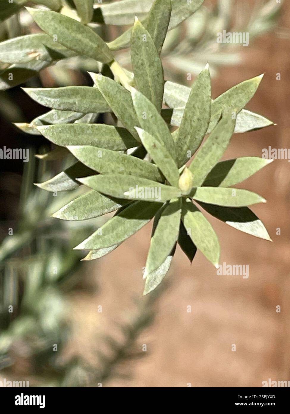 arrowweed (Pluchea sericea), Plantae, Indio Hills Palms Park Property ...