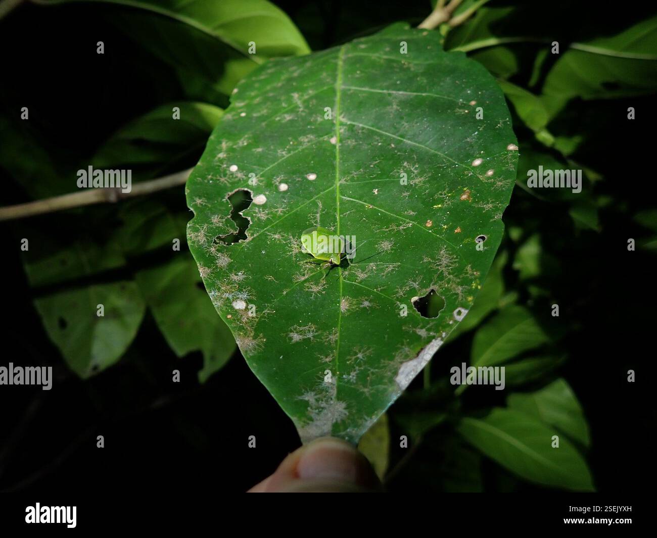 (Glaucias), Insecta, Cooktown QLD 4895, Australia Stock Photo - Alamy