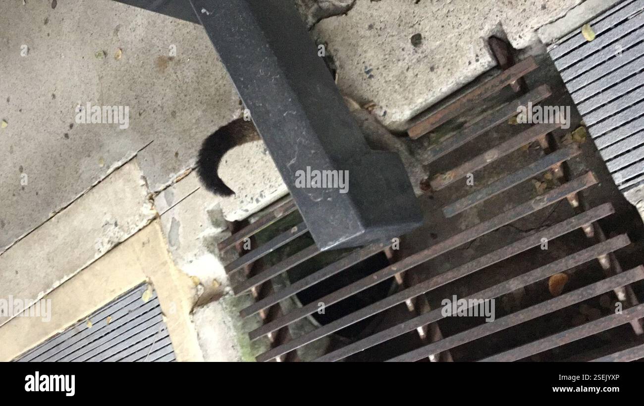 Common Brushtail Possum (Trichosurus vulpecula), Mammalia, South Bank ...