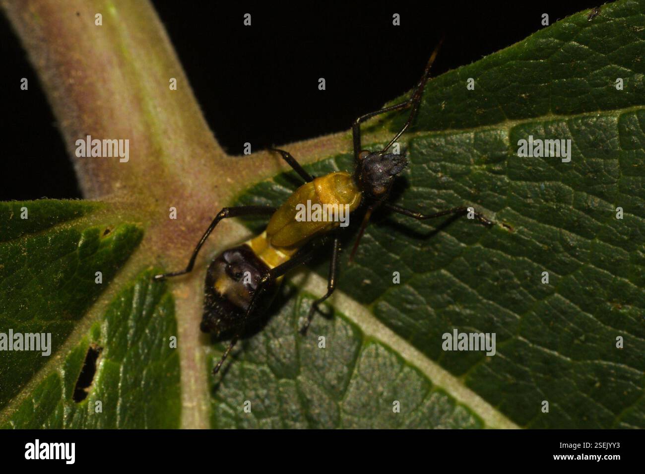 (Alydinae), Insecta, PE. do Turvo - Derrubadas - RS, Brasil, hp Urera ...