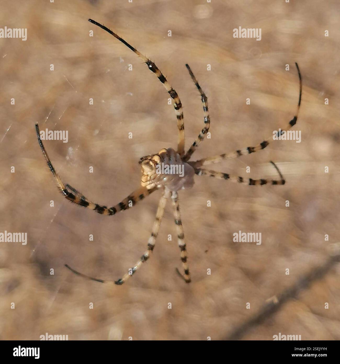 Lobed Argiope (Argiope lobata), Arachnida, Cave di Cusa, Sicilia, Italia Stock Photo - Alamy