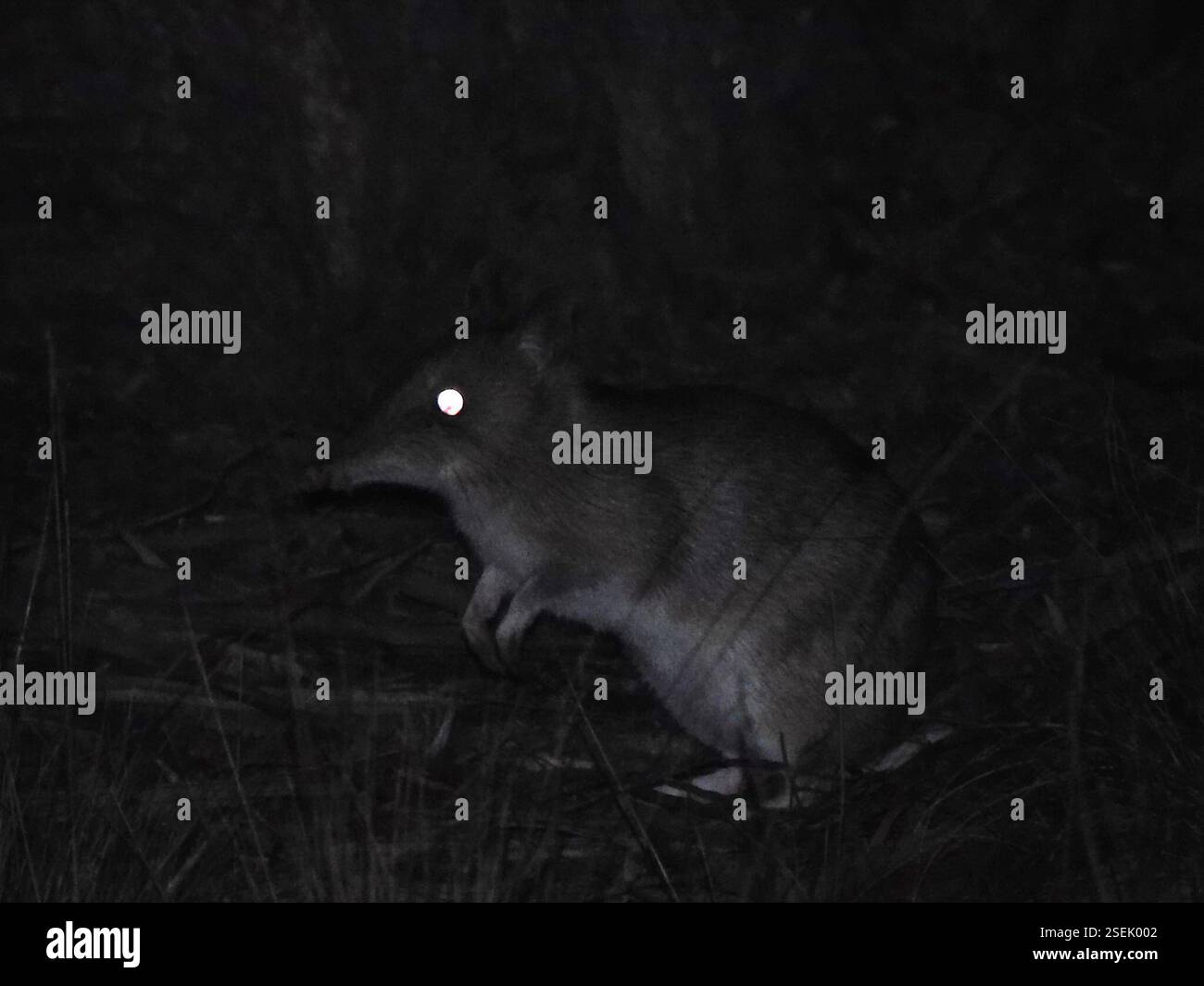 Eastern Barred Bandicoot (Perameles gunnii), Mammalia, Hobart TAS ...