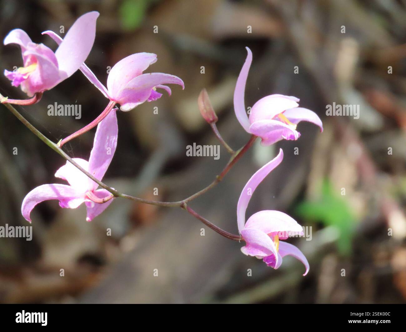 Feet wiki feet hi-res stock photography and images - Alamy