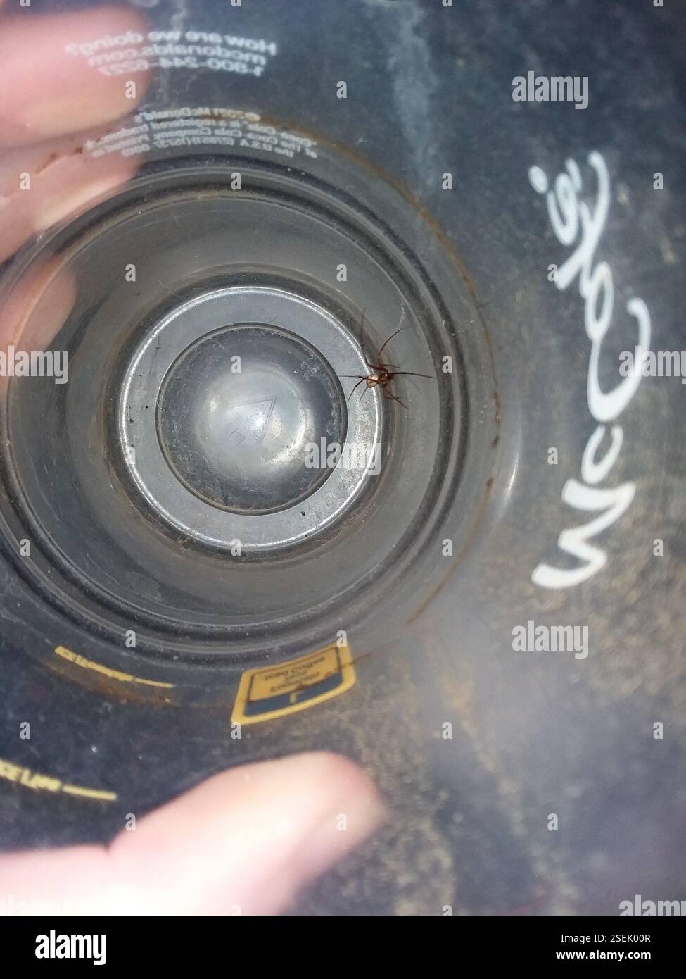 Common House Spider (Parasteatoda tepidariorum), Arachnida, Windsor ...