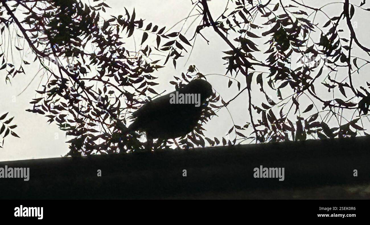 Common Myna (Acridotheres tristis), Aves, Kazi Nazrul Islam Avenue ...